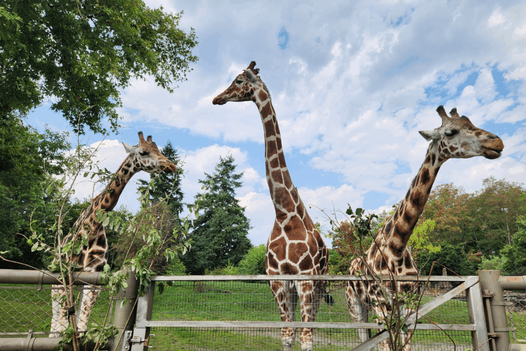 Woodland Park Zoo: Local Mom’s Tips & Favorite Things to Do - Wild ...